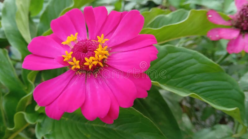 Fresh Green Leaves with Pink Flowers in the Indonesian Java Garden ...