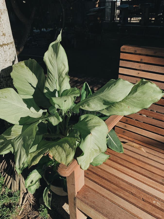 Fresh green leaves stock photo. Image of green, vsco - 226294962