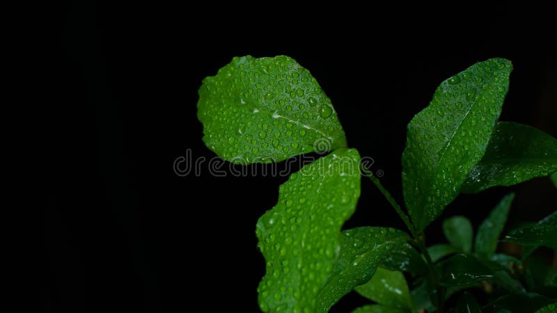 Fresh Green Leaves Refreshing after the Rain Stock Photo - Image of ...