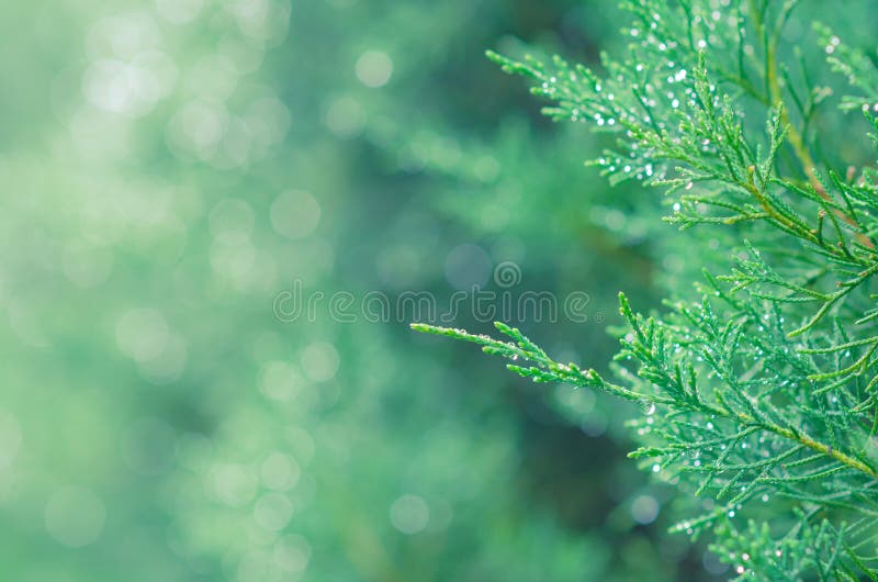 Fresh Green Leaves of Savin Juniper Tree with Water Drop on the Leaves ...