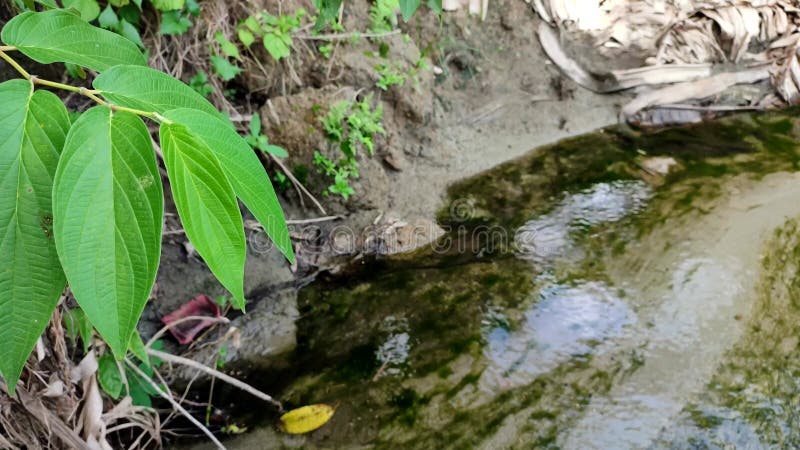Fresh Green Leaves, Side View. Natural Background. Green Leaves Swaying ...