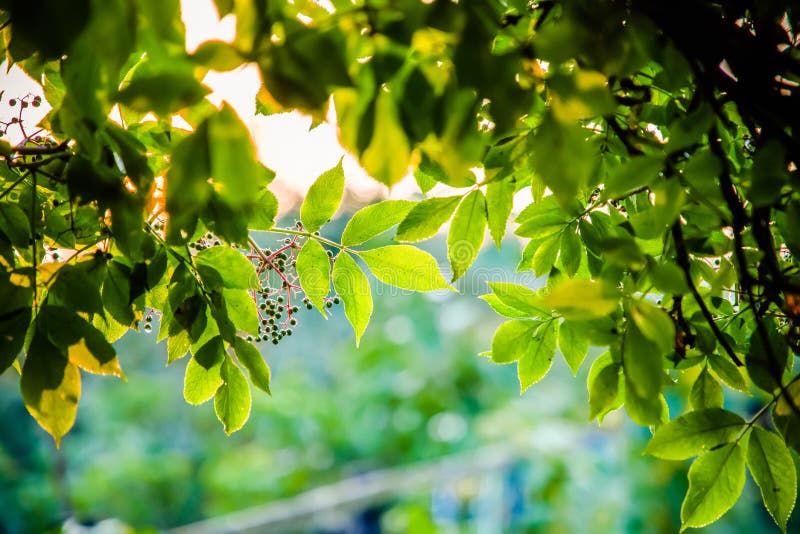 Fresh Green Leaves in Spring and Bokeh Background Stock Photo - Image ...