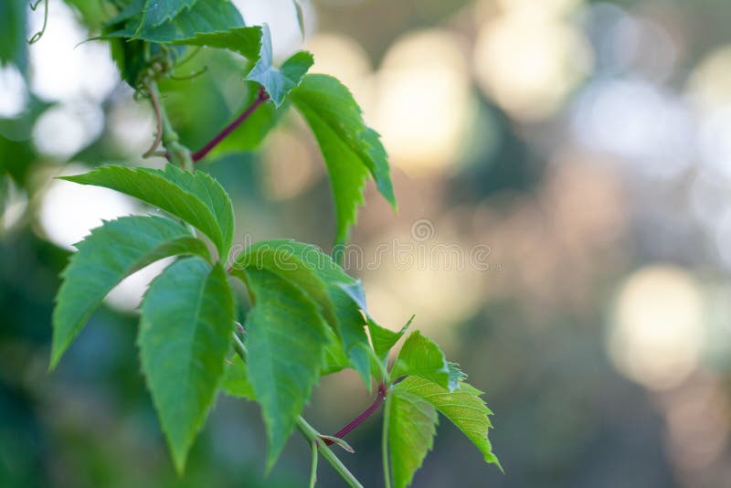 Fresh Green Leaves in Spring and Bokeh Background Stock Image - Image ...