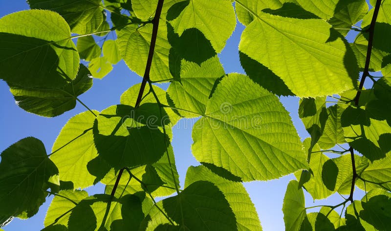 Fresh Green Leaves of Spring Linden Tree Lit by Sunlight Stock Photo ...