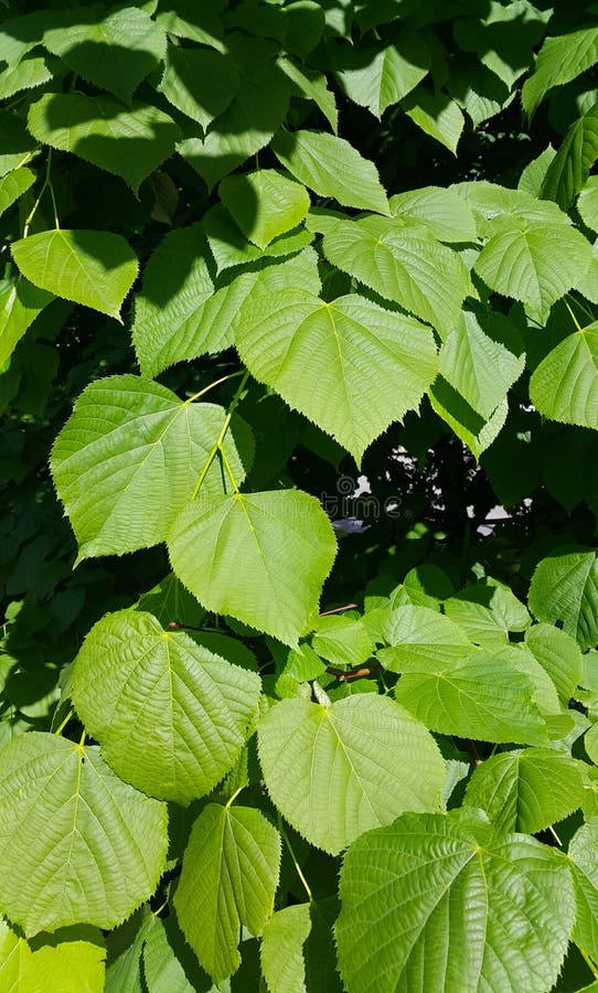 Fresh Green Leaves of Spring Linden Tree Lit by Sunlight Stock Image ...