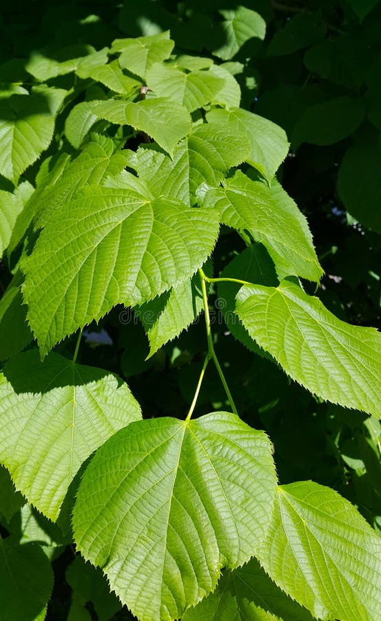 Fresh Green Leaves of Spring Linden Tree Lit by Sunlight Stock Photo ...