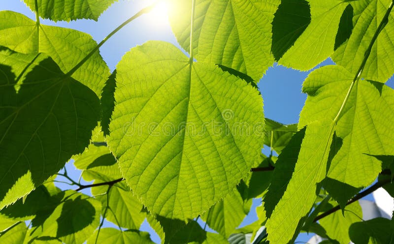 Fresh Green Leaves of Spring Linden Tree Lit by Sunlight Stock Photo ...