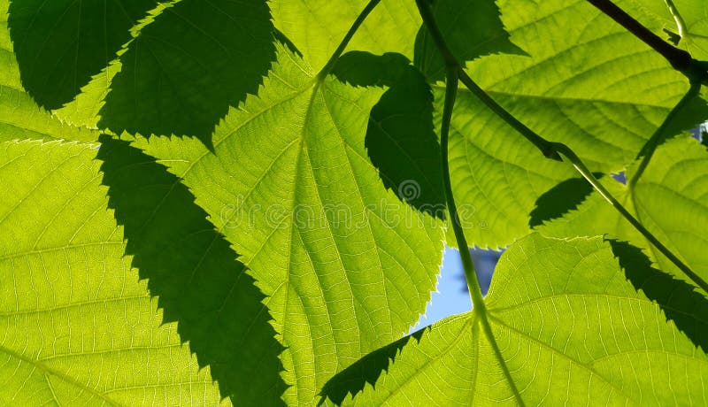 Fresh Green Leaves of Spring Linden Tree Natural Background Stock Image ...