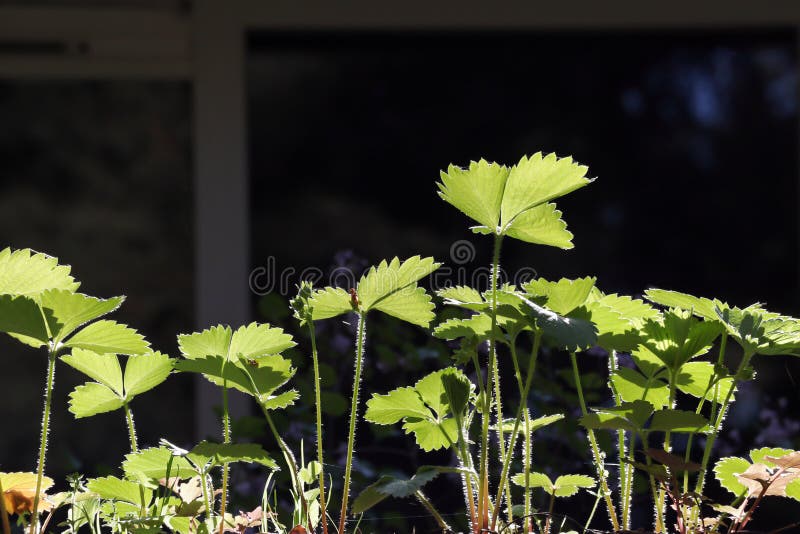 Fresh Green Leaves of Strawberry Plants in Spring Stock Image - Image ...