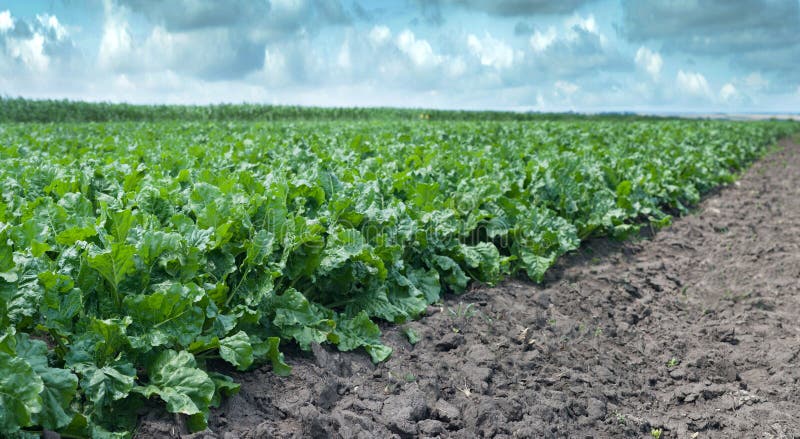 Fresh Leaves on Sugarbeet Field, Planting in Rows Stock Image - Image ...