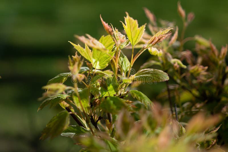 Fresh Green Leaves with Sun Rays in Spring. Young Maple Leaves on a ...
