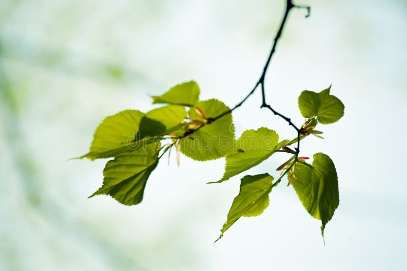 Stages of Opening Leaf Buds on Sycamore Tree Acer Pseudoplatanus Stock ...