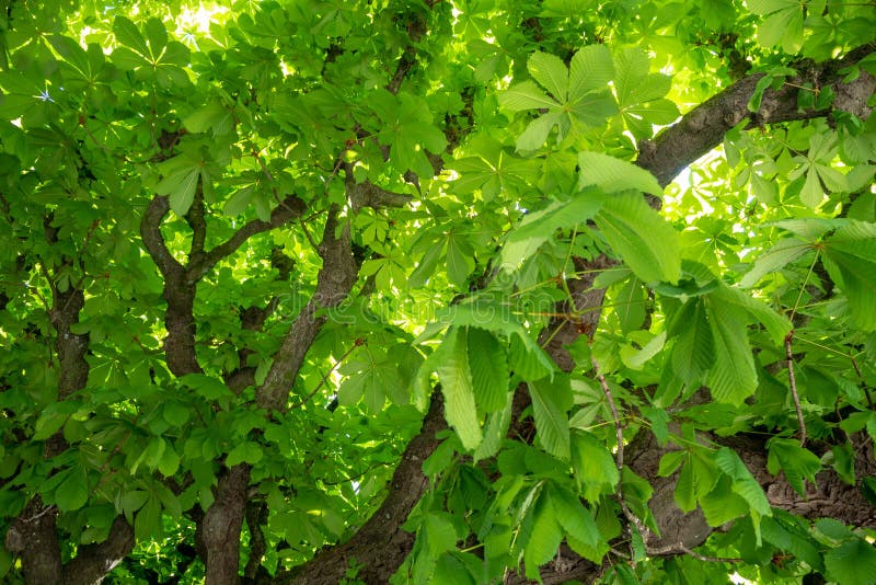 Fresh Green Leaves on Tree for Background Stock Image - Image of branch ...