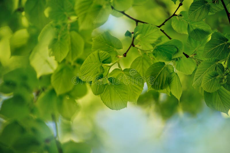 Fresh green Leaves stock photo. Image of background, focus - 31303684