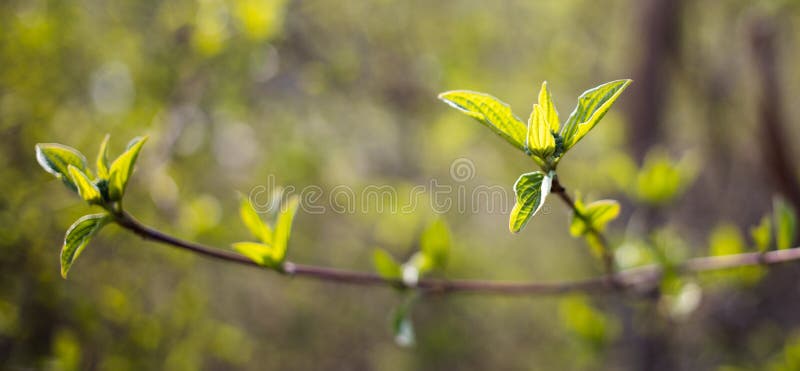 Fresh Green Leaves on Tree in Early Spring Stock Photo - Image of ...