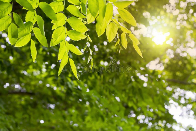 Fresh Green Leaves on Tree in the Garden with Sunlight Stock Photo ...