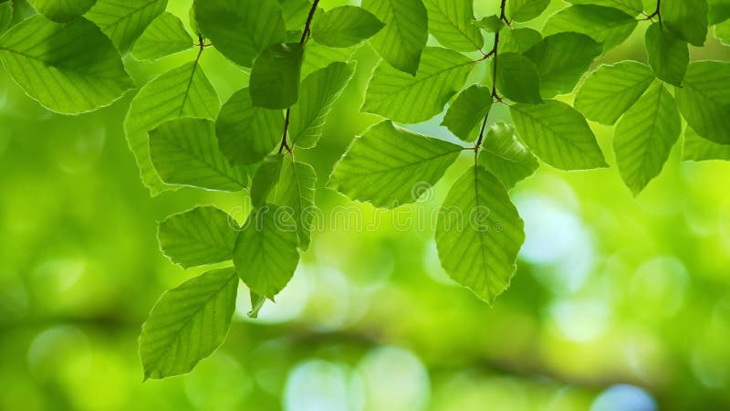 Fresh Green Leaves on a Tree Sway in the Wind Stock Footage - Video of ...