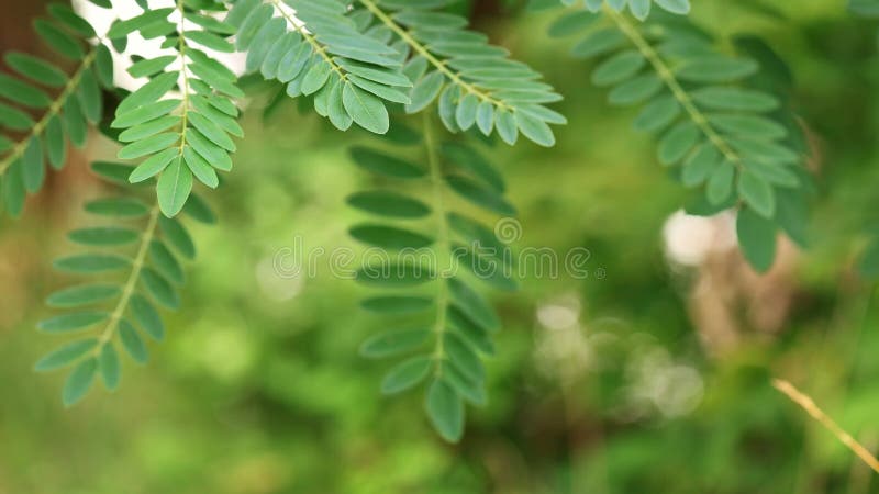 Fresh Green Leaves on a Tree Sway in the Wind. Elegant Green Background ...