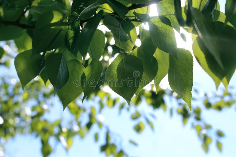 Fresh Green Leaves of Trees on Clear Blue Sky Stock Photo - Image of ...