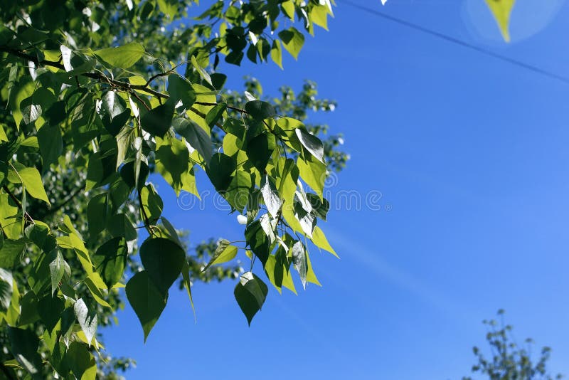 Fresh Green Leaves of Trees on Clear Blue Sky Stock Photo - Image of ...