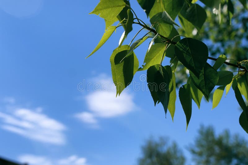 Fresh Green Leaves of Trees on Clear Blue Sky Stock Photo - Image of ...