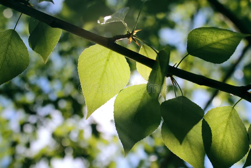 Fresh Green Leaves of Trees on Clear Blue Sky Stock Image - Image of ...