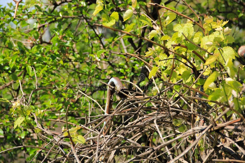 Fresh Green Leaves on Vines in Vineyard in Spring in Sunlight Close-up ...