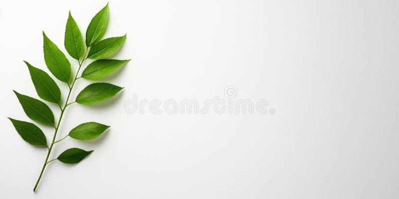 Fresh Green Leaves on White Background Reflecting Nature and Simplicity ...