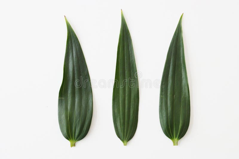 Fresh Green Leaves on White Background. Stock Image - Image of closeup ...