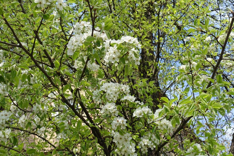 Fresh Green Leaves and White Flowers of Pear in April Stock Photo ...