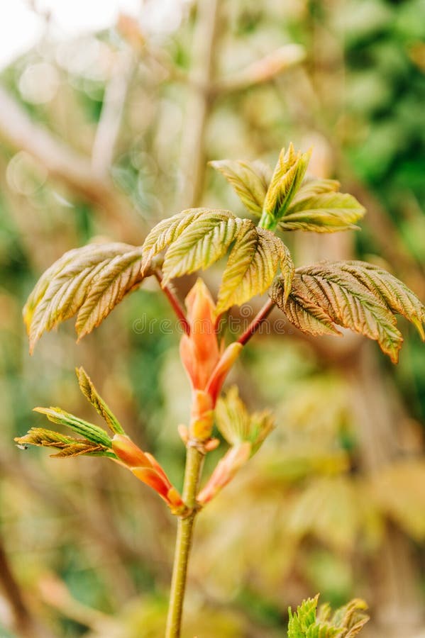 Fresh Green Leaves of a Young Chestnut Tree Stock Image - Image of ...