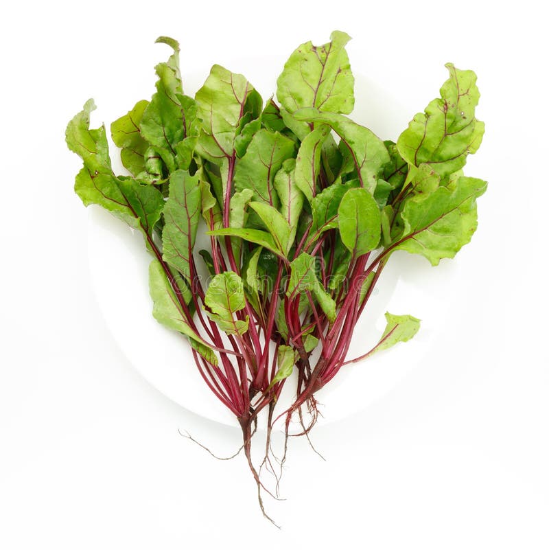 Fresh Green Leaves of Young Red Beets for Salad on a White Background ...