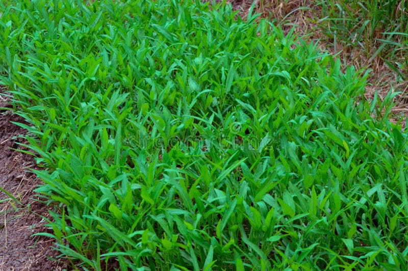 Fresh Green Leaves of Young Terrestrial Water Spinach Plants are Grown ...