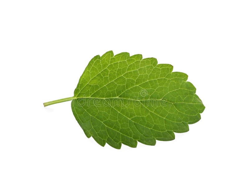 Fresh Green Lemon Balm Leaf Isolated on White Stock Image - Image of ...