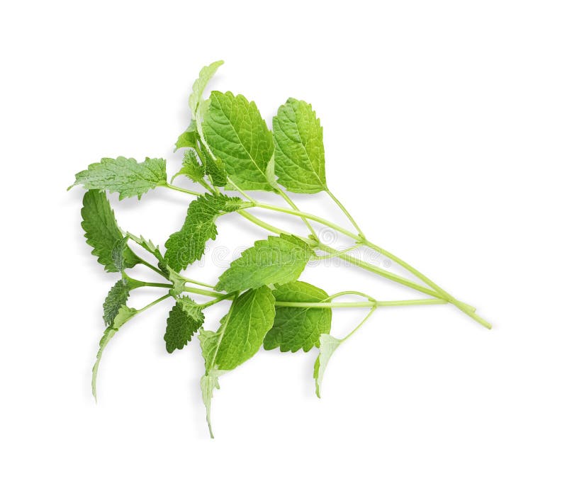 Fresh Green Lemon Balm Twig Isolated on White, Top View Stock Photo ...