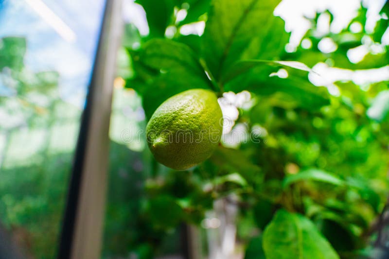 Fresh Green Lemon Fruit Hanging on a Lemon Tree Close-Up in a Bio ...