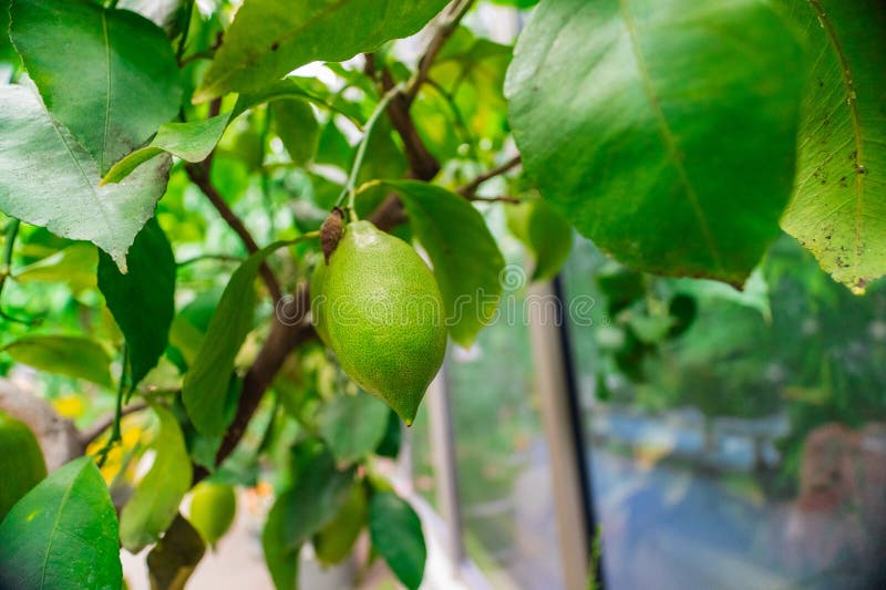 Fresh Green Lemon Fruit Hanging on a Lemon Tree during Spring Time ...