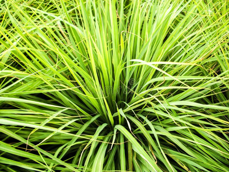 Lemon Grass Tree on the Ground Stock Photo - Image of outdoor, green ...