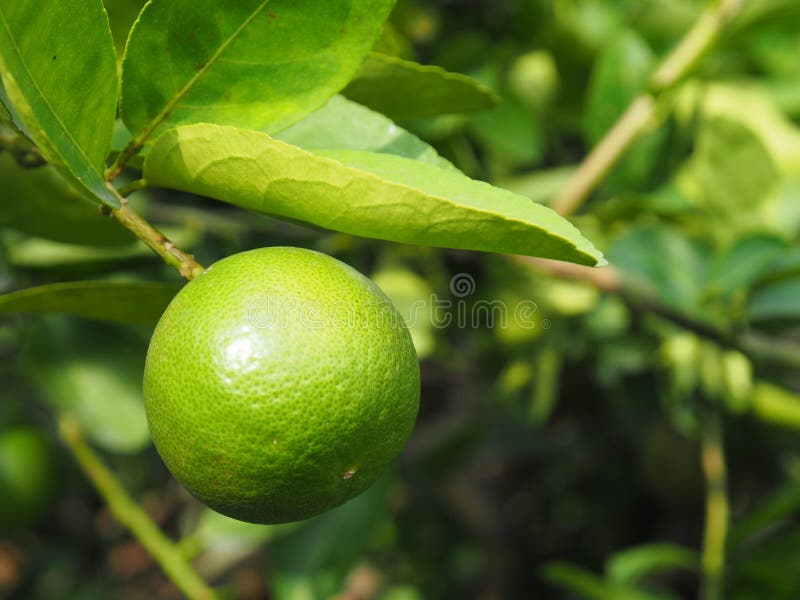 530 Bitter Lemon Tree Stock Photos - Free & Royalty-Free Stock Photos ...