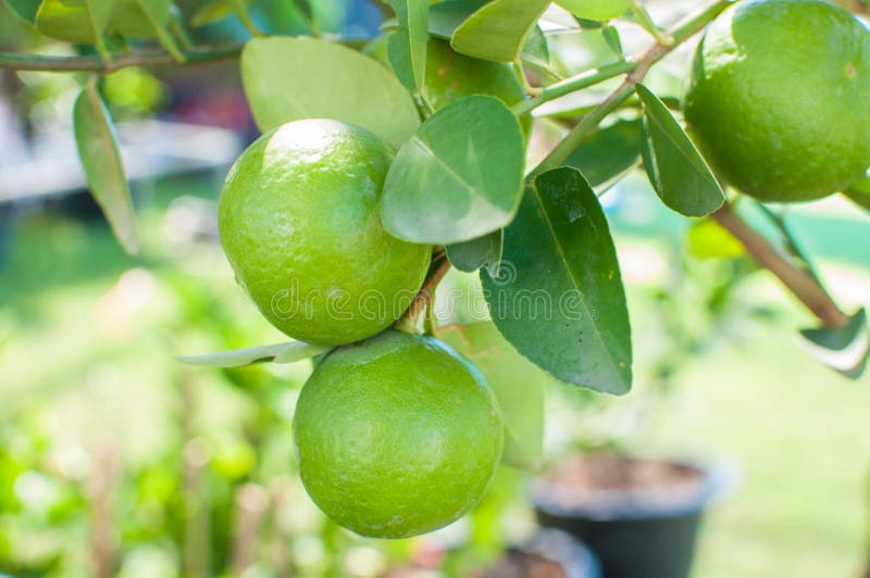 Fresh green lemon on tree stock photo. Image of leaf - 36977768