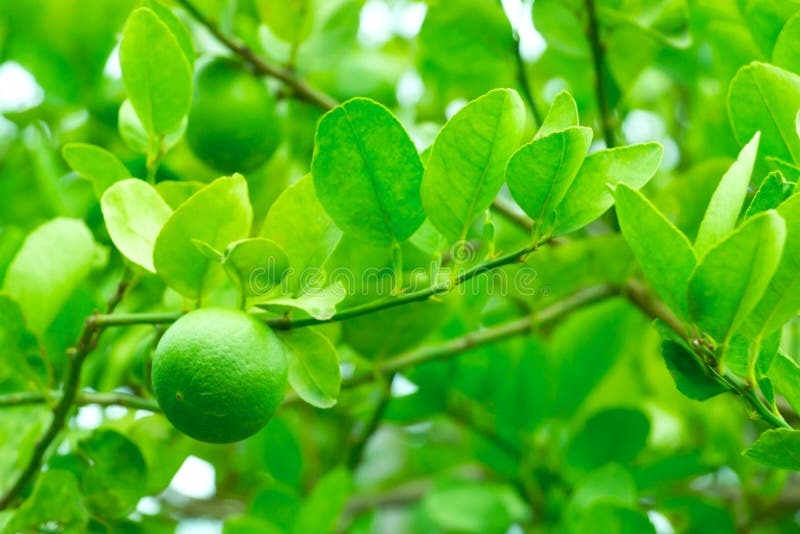 Fresh Green Lemon on Tree with Green Garden Background Stock Photo ...