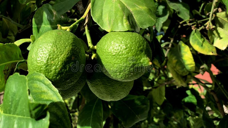 Fresh green lemons stock photo. Image of beautiful, freshness - 178236490