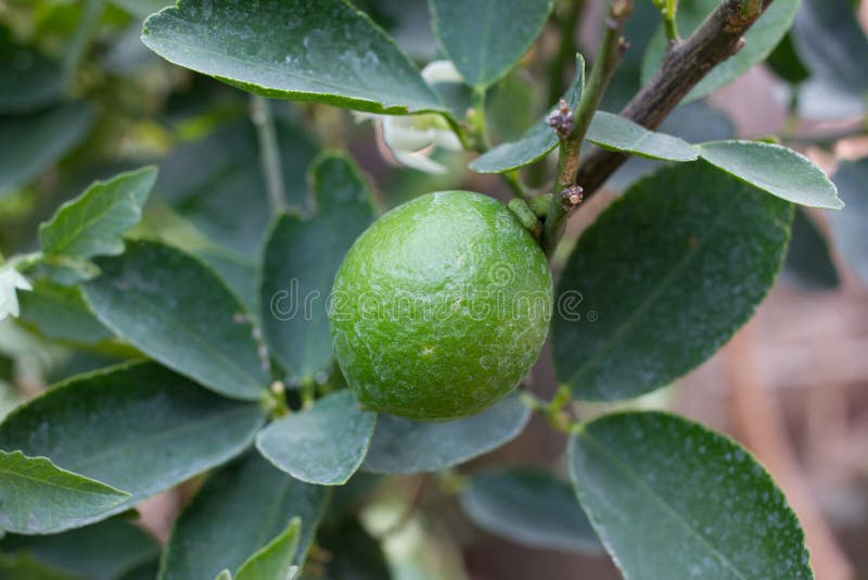 Fresh green lemon on tree stock photo. Image of food - 44635596