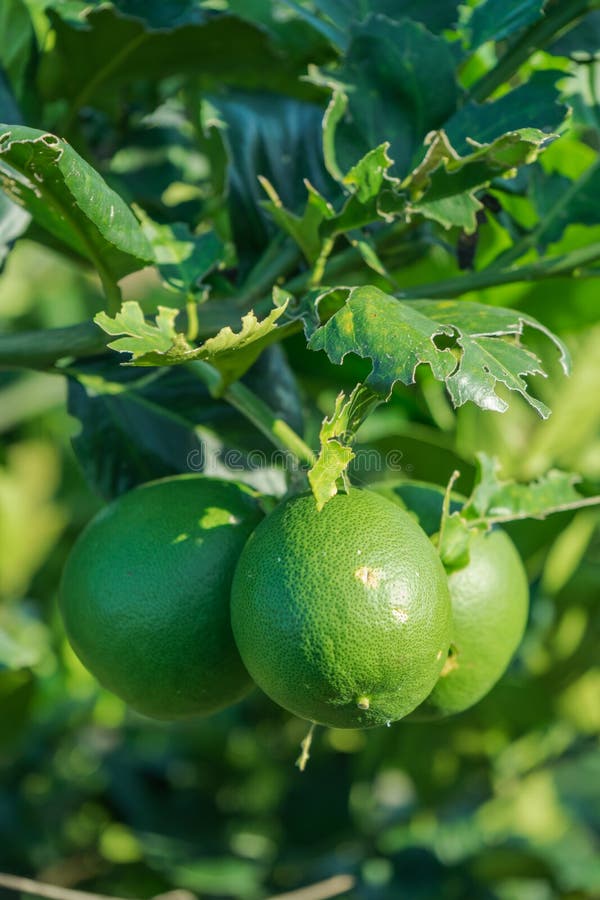 Fresh green lemons stock image. Image of leaf, citrus - 81889453