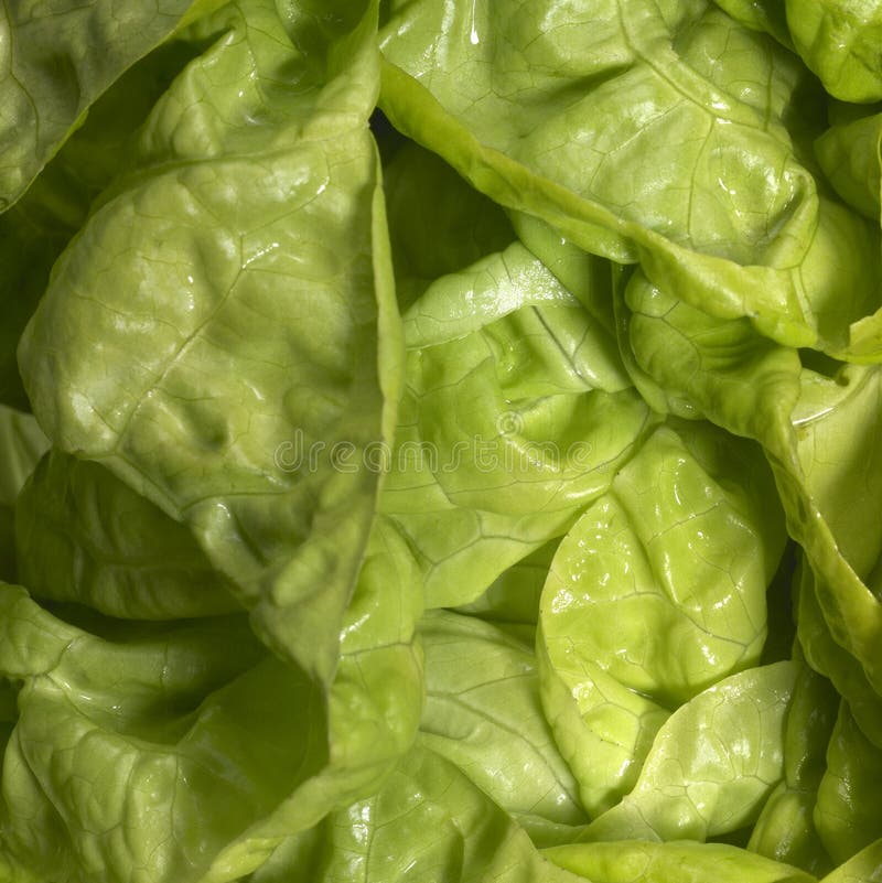 Fresh Green Lettuce Closeup Stock Photo - Image of botany ...