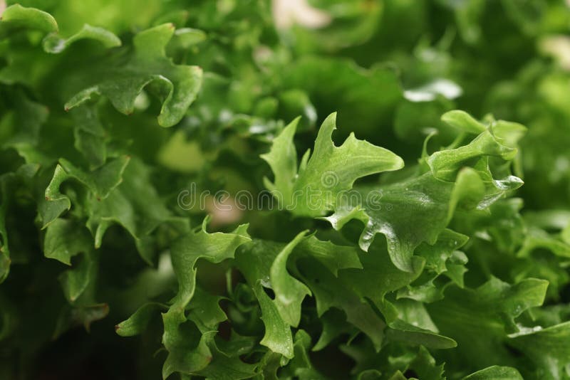 Fresh Green Lettuce Frisee Leaves Stock Photo - Image of healthy ...