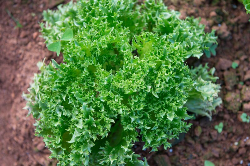Fresh green lettuce stock image. Image of garden, grow - 35936095