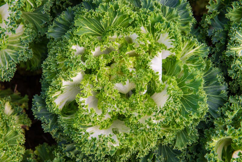 Fresh green lettuce stock photo. Image of leaf, spring - 35936468