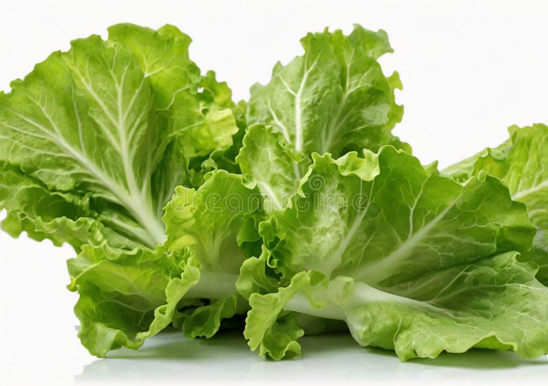 Fresh Green Lettuce Leaves,cut Out on White Background Stock ...
