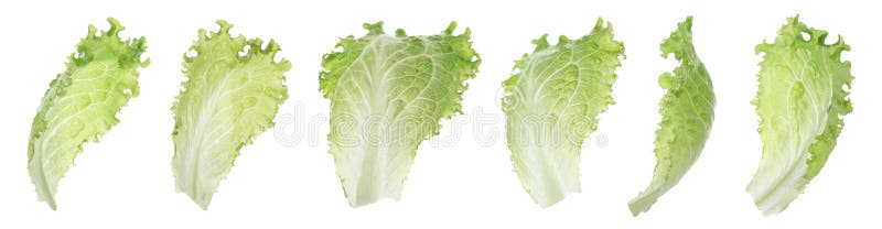 Fresh Green Lettuce Leaves Flying on Background, Banner Design Stock ...